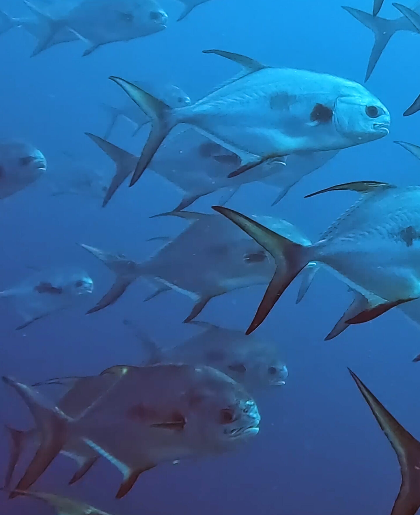 The Best Fly Fishing in the Caribbean | Turneffe Island Resort