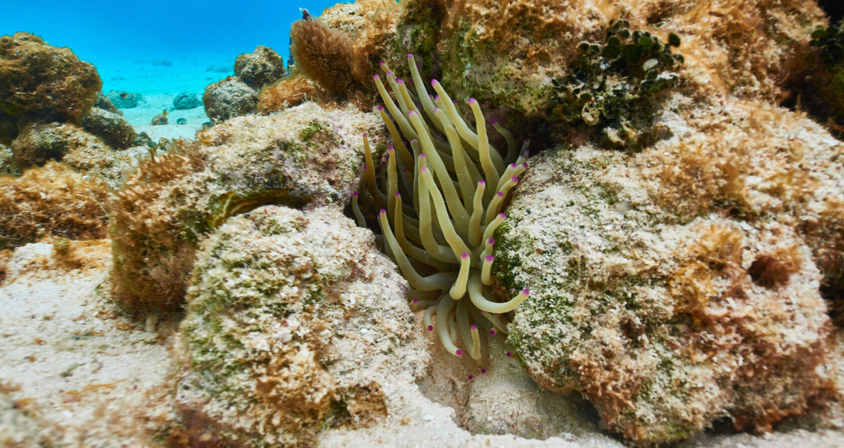 The Turneffe Atoll | Turneffe Island Resort