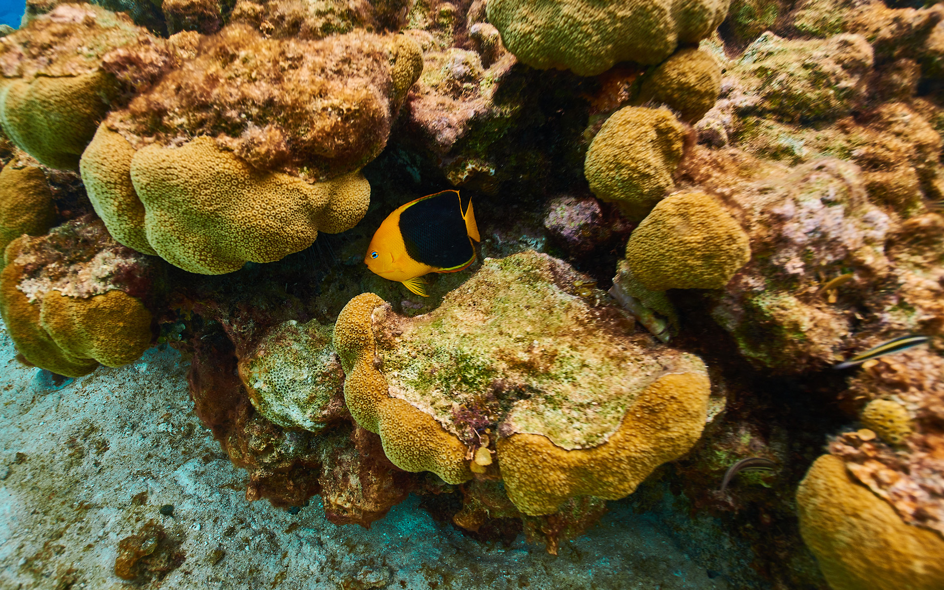 Scuba Diving | Turneffe Island Resort